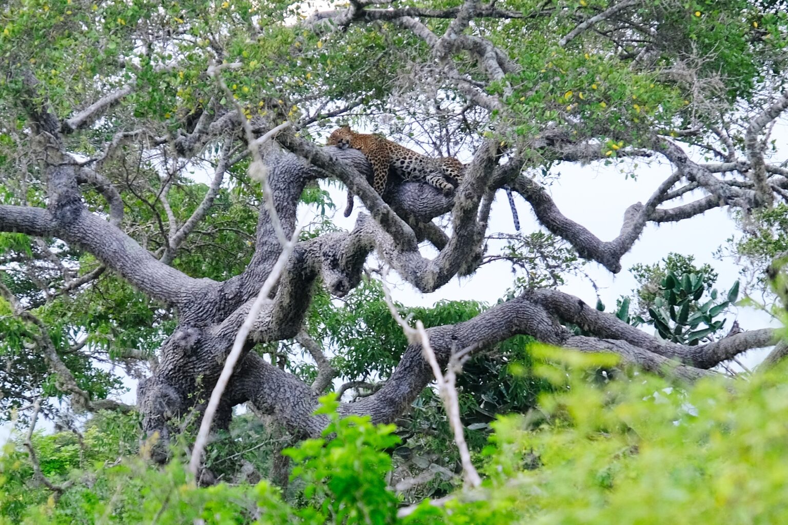 Yala National Park in Sri Lanka | The Global Photography Guide by ...